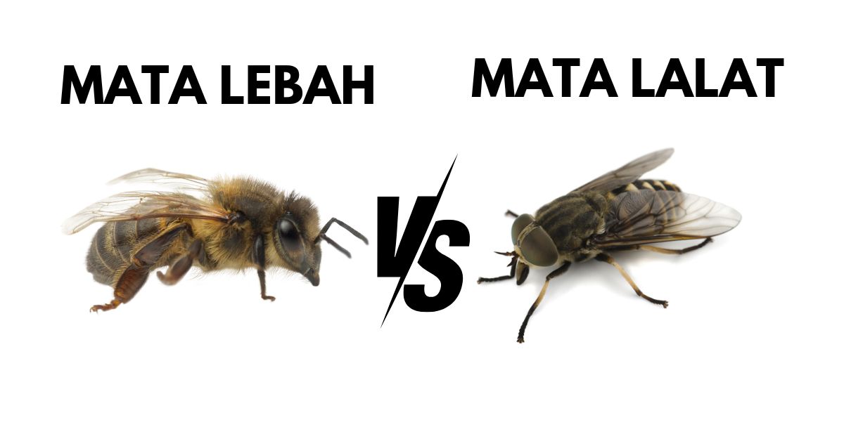 Mata Lebah VS Mata Lalat dalam Perspektif Kehidupan